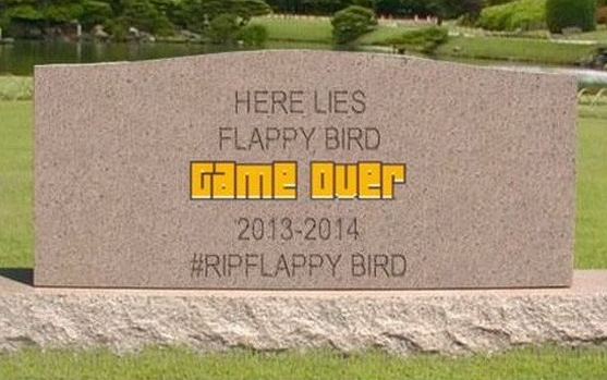 "Con chim mặt ngu" đã bay rồi...